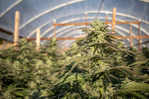 Colorado Cannabis Packaging Requirements | Custom 420 Supply